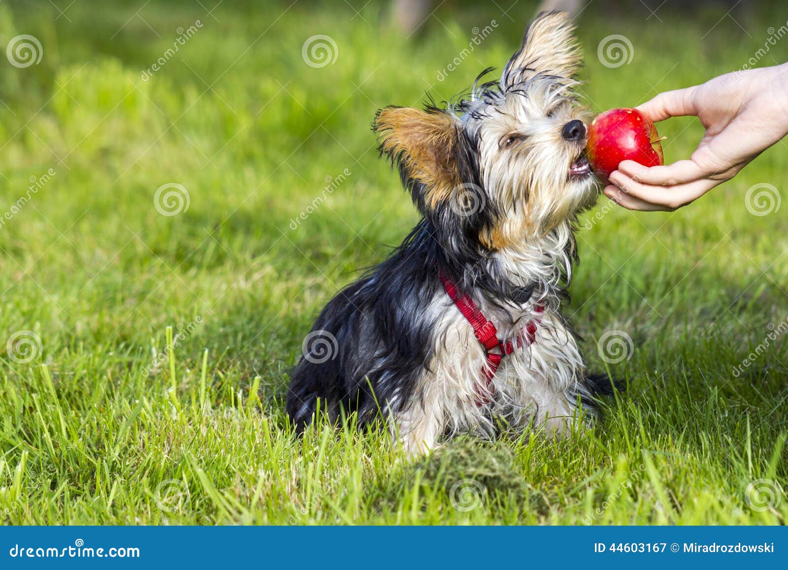 Yorkshire Terrier Eating Apple Stock Photos - Free & Royalty-Free Stock ...