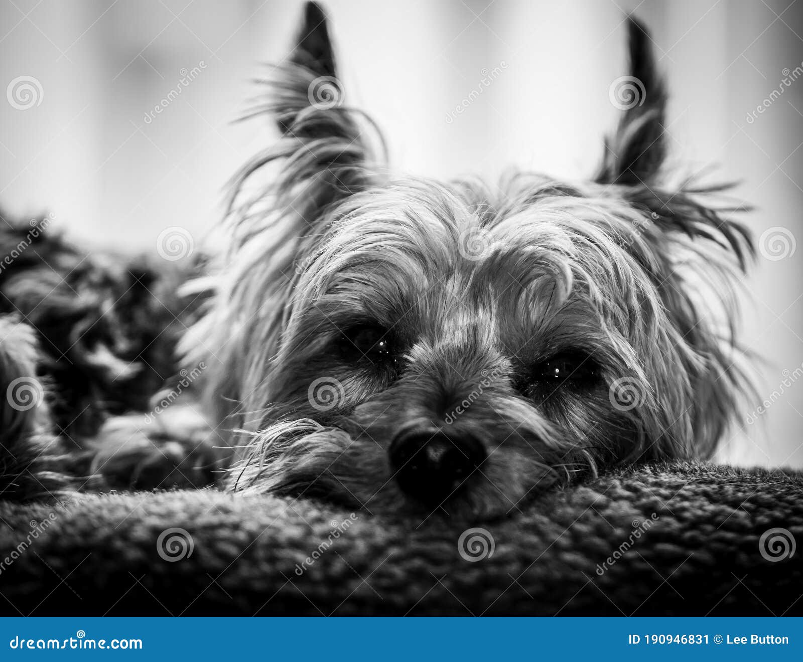 Yorkshire Terrier Em Preto E Branco Imagem de Stock - Imagem de ...
