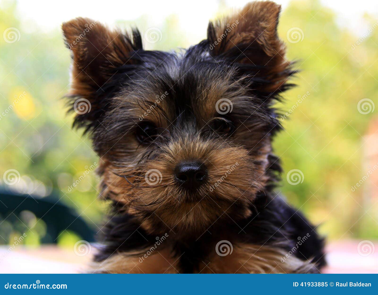 Yorkshire terrier face stock image. Image of little, friend - 41933885