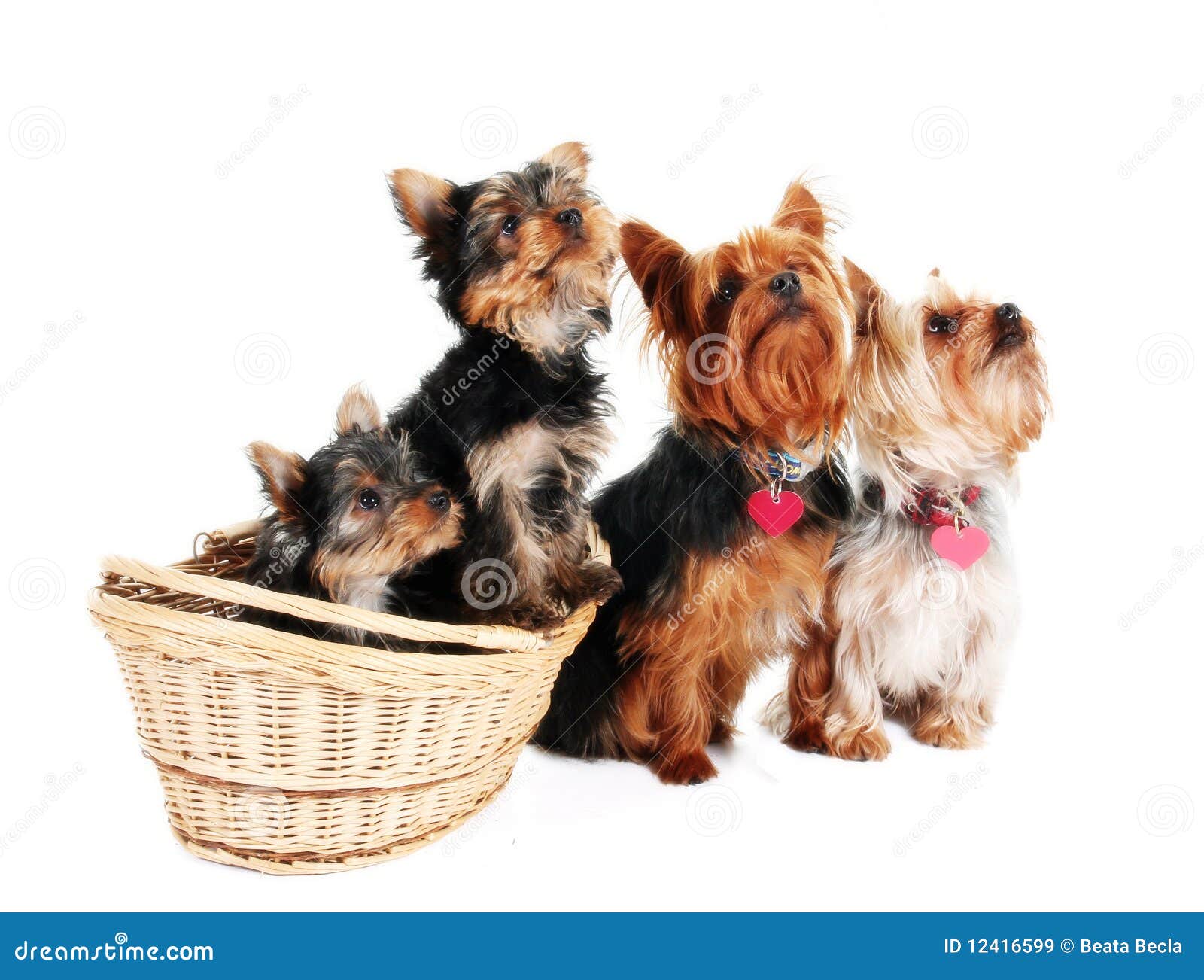 Yorkshire Terrier family stock image. Image of friendly - 12416599