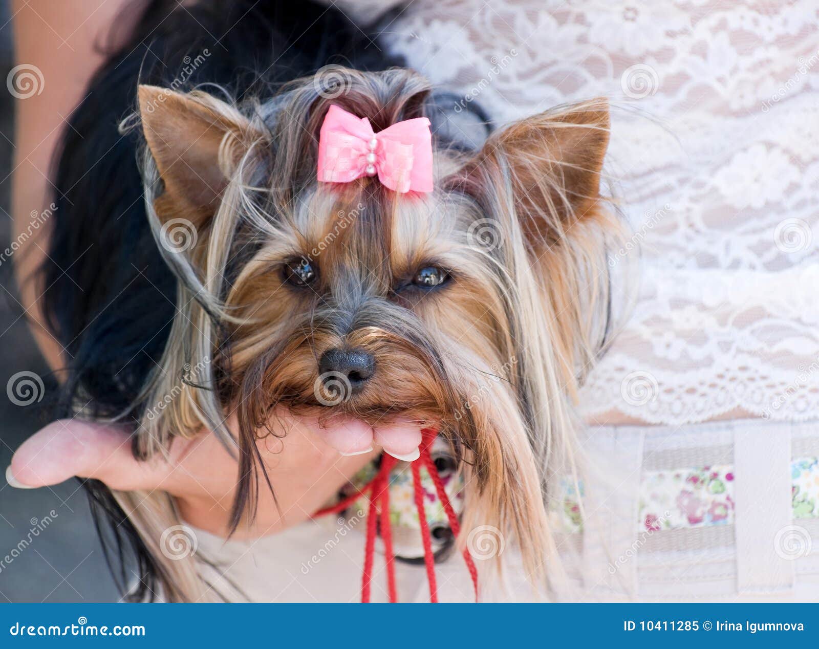 Yorkshire Terrier on the Girl S Hand Stock Image - Image of breed ...