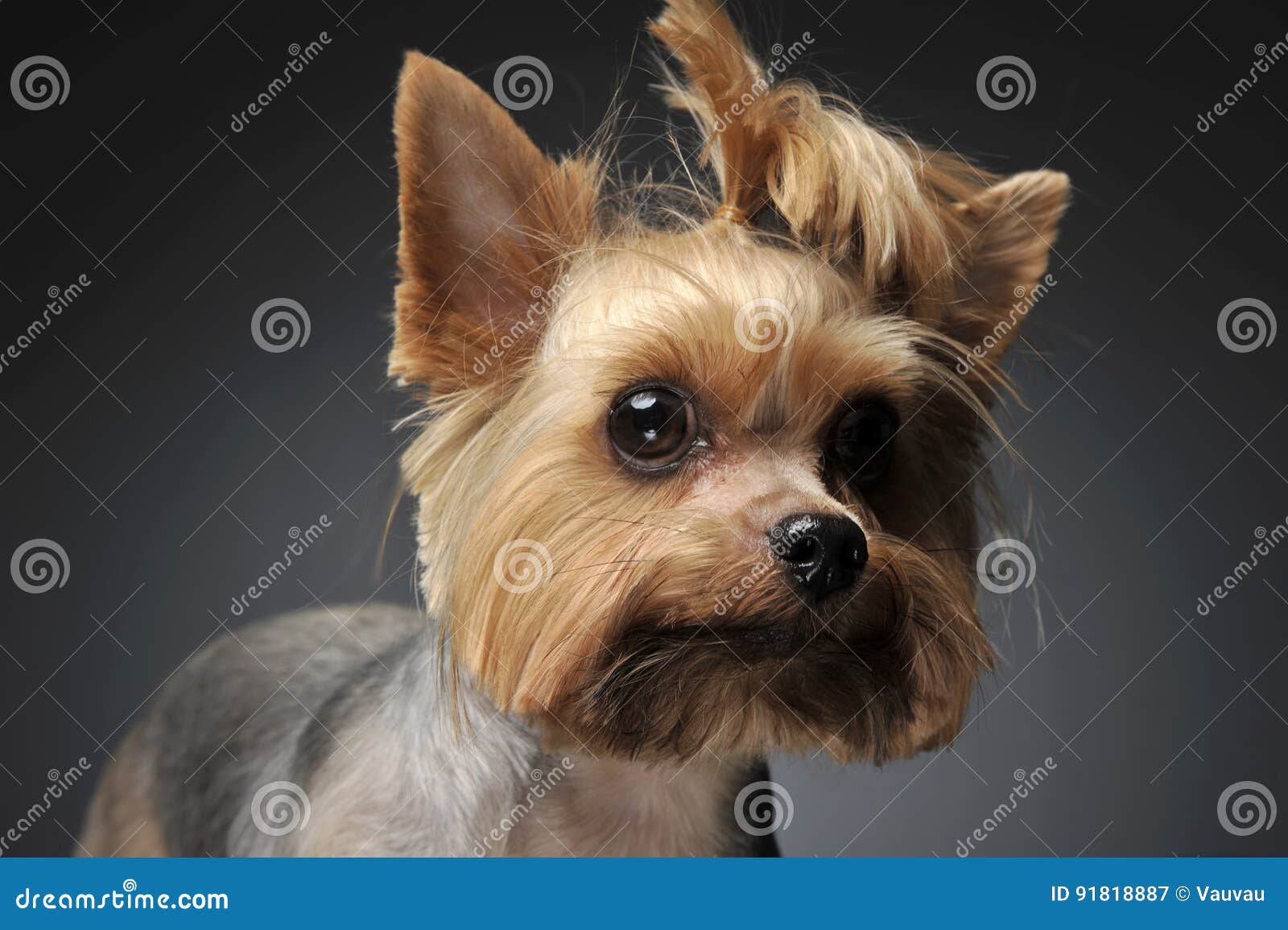 Yorkshire Terrier on the Gray Graduated Background Stock Image - Image ...