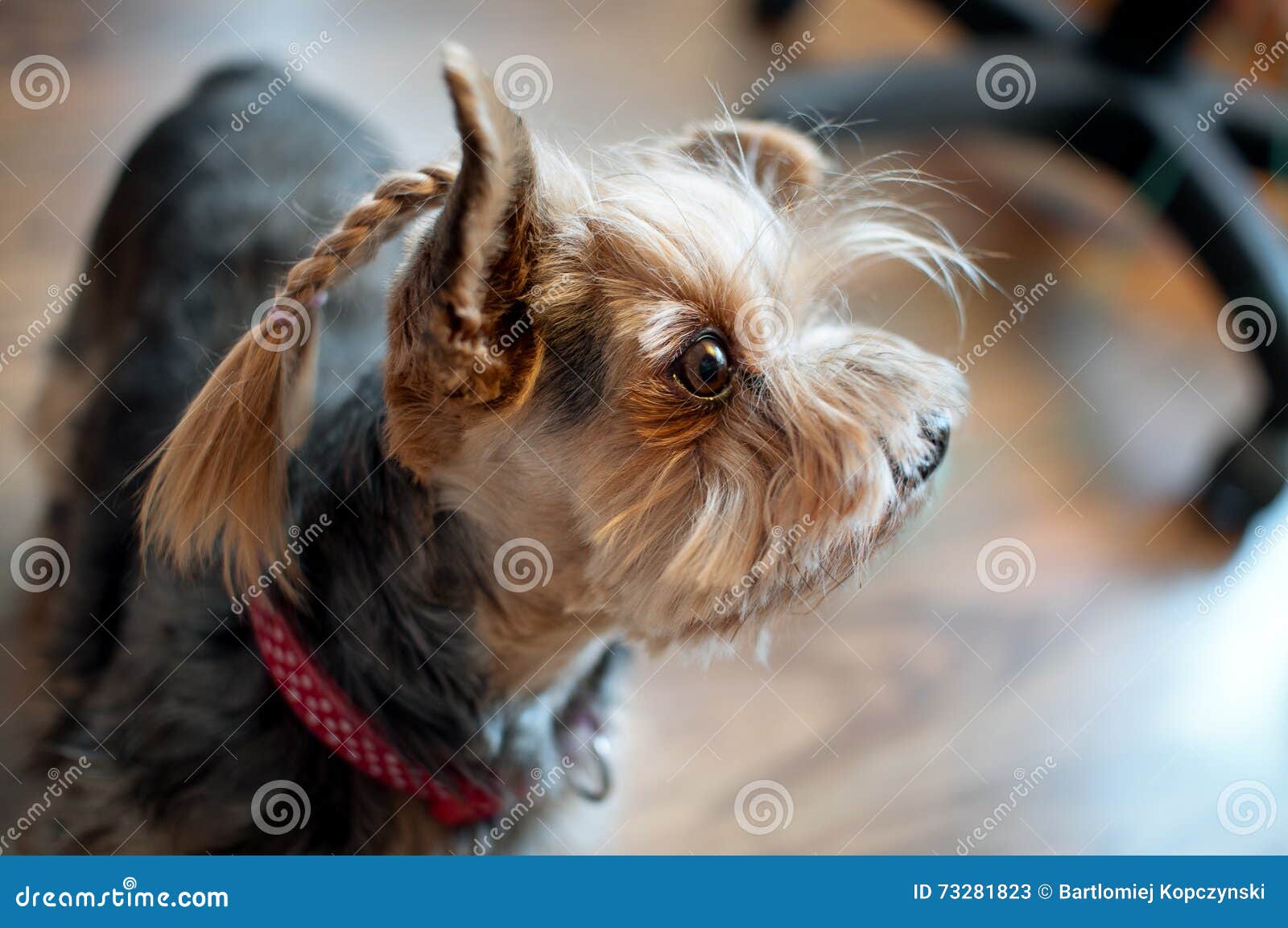 Yorkshire terrier stock image. Image of animal, puppy - 73281823