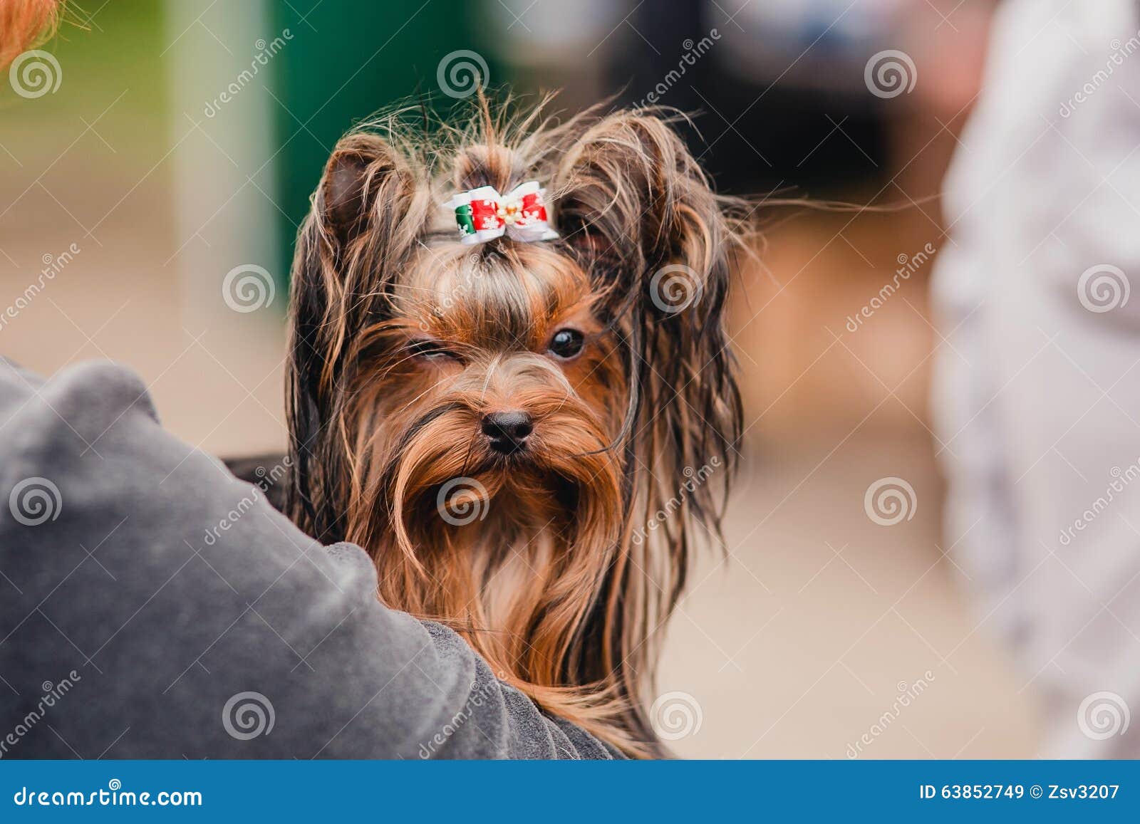 Yorkshire Terrier on hands stock image. Image of yorkshire - 63852749
