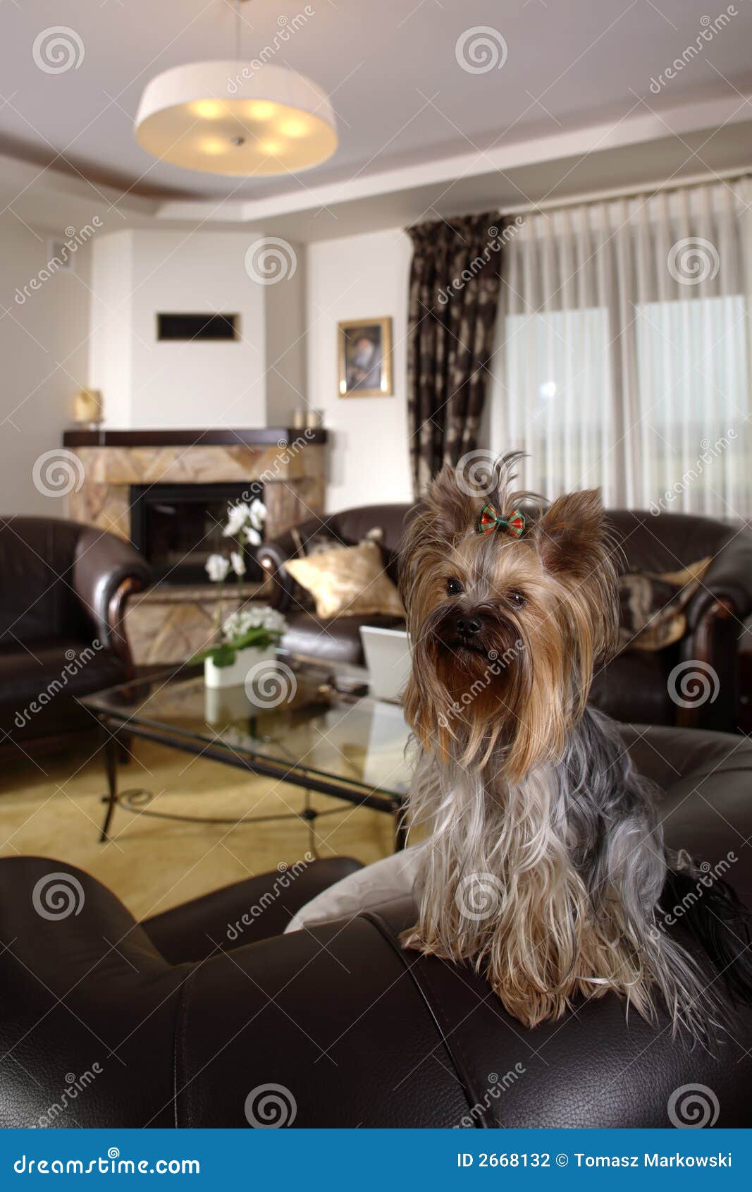 Yorkshire Terrier at home stock photo. Image of furniture - 2668132