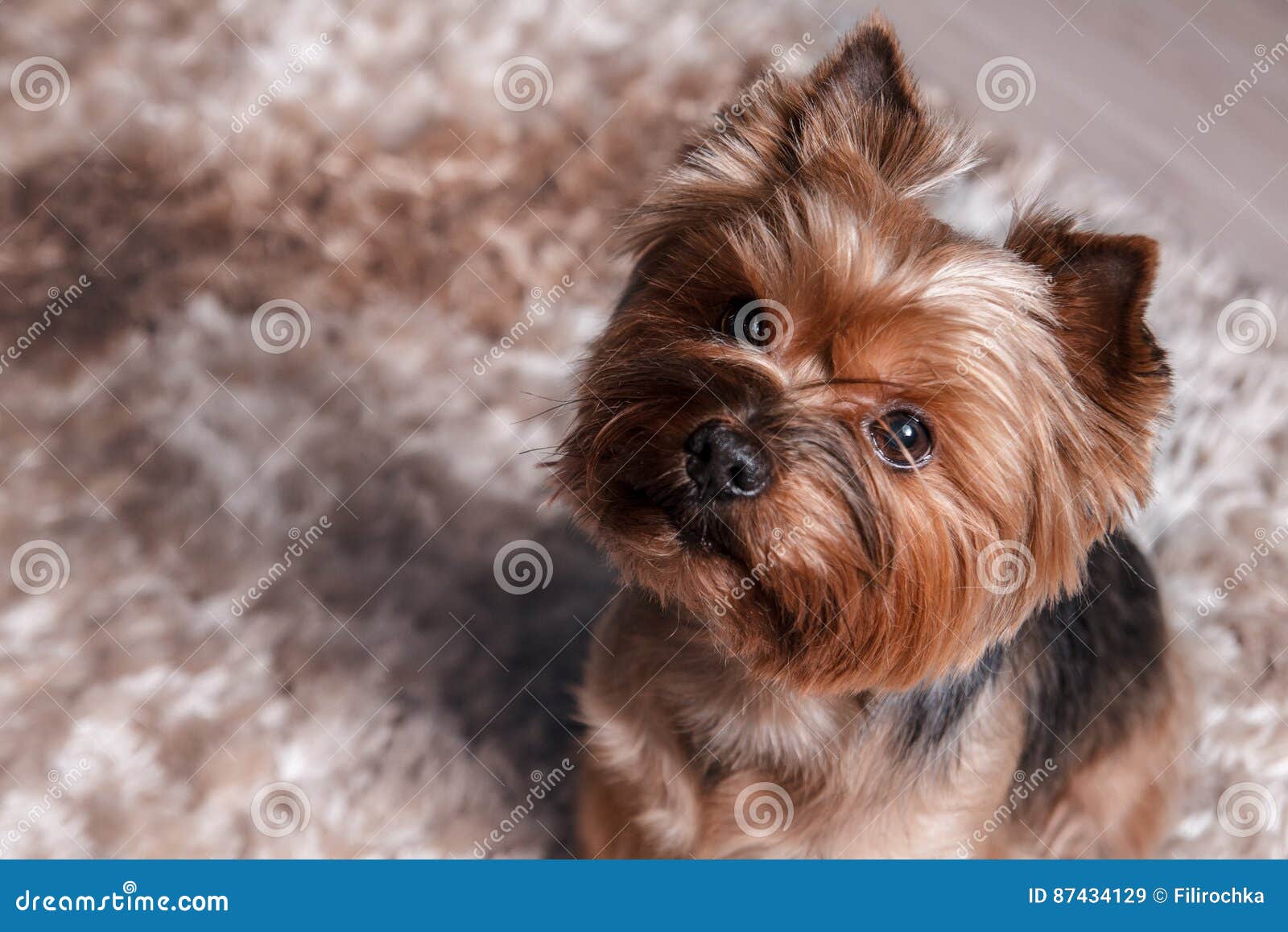 Yorkshire terrier at home stock image. Image of adult - 87434129