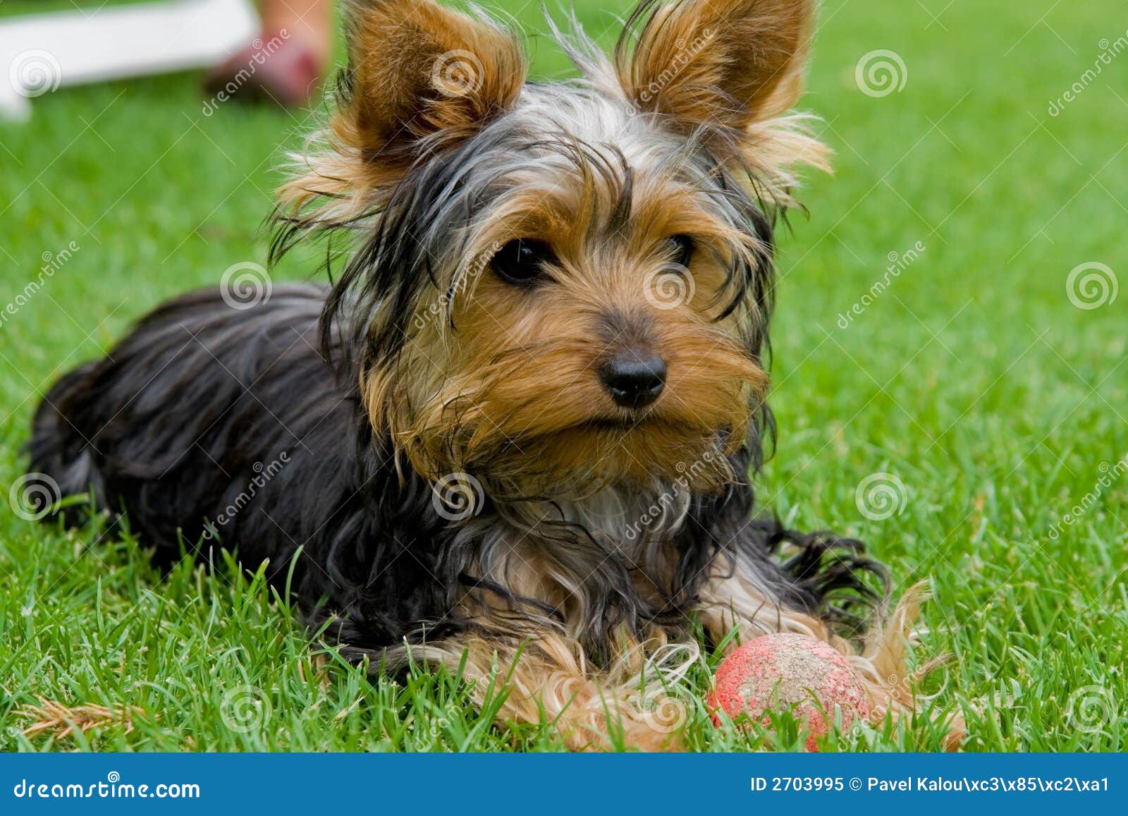 Yorkshire Terrier I. stock image. Image of terrier, grass - 2703995