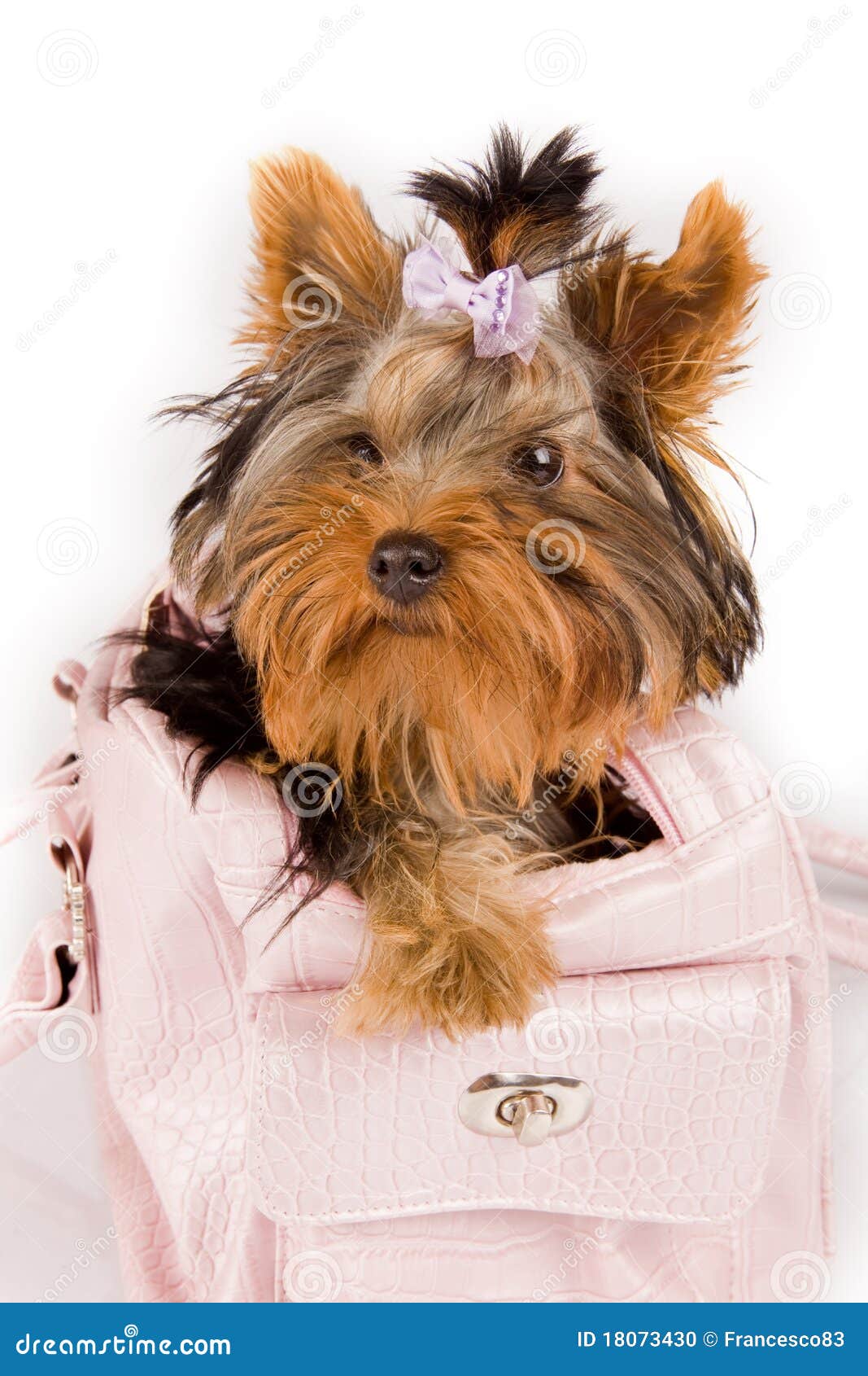 Yorkshire Terrier Inside the Bag Stock Photo - Image of pure, traveler ...
