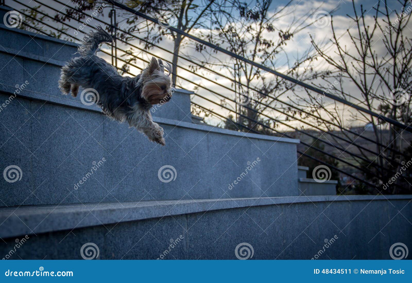 Yorkshire Terrier stock image. Image of grooming, black - 48434511