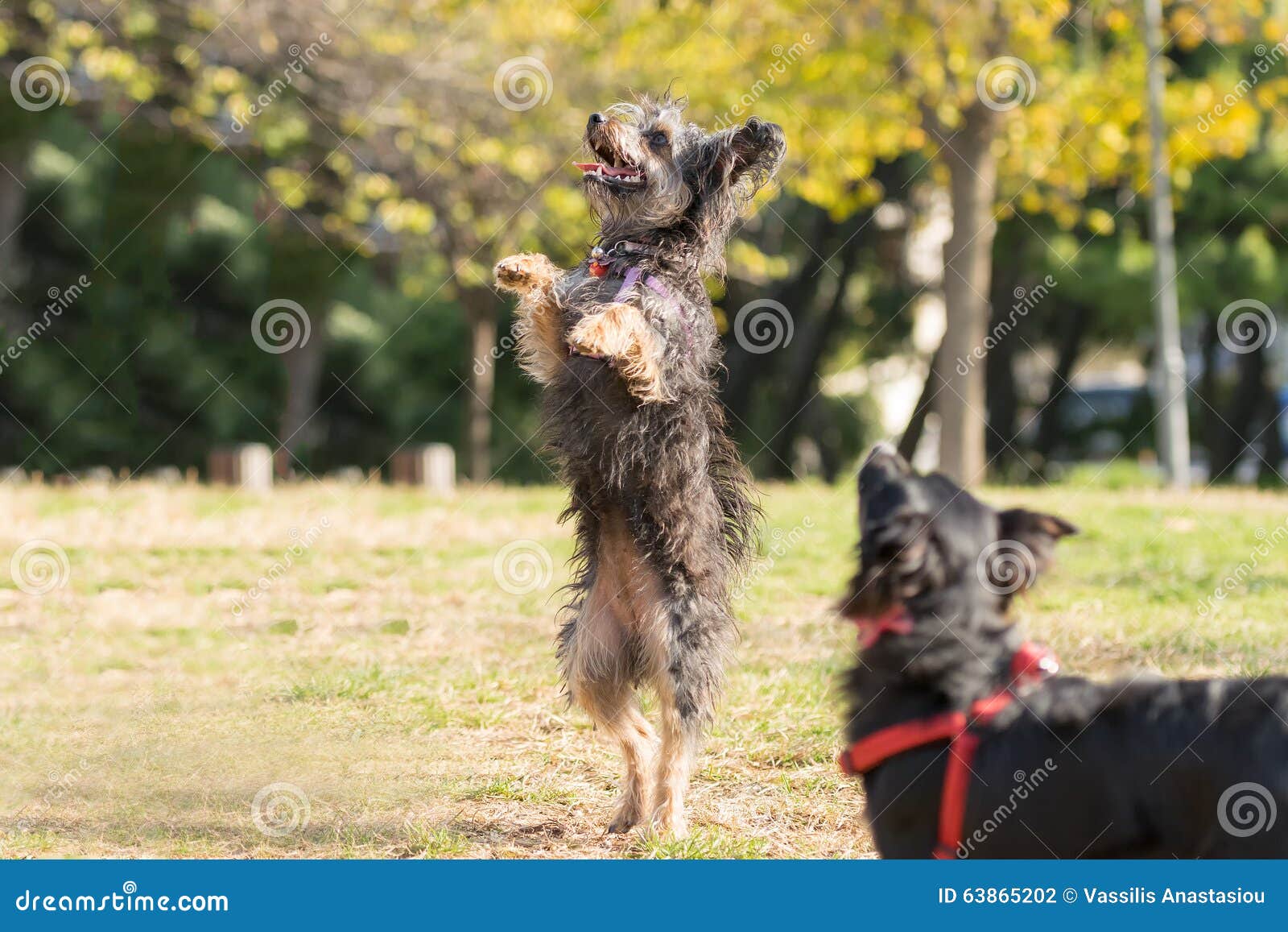 Yorkshire Terrier Jumping and Standing on His Two Feet. Stock Photo ...
