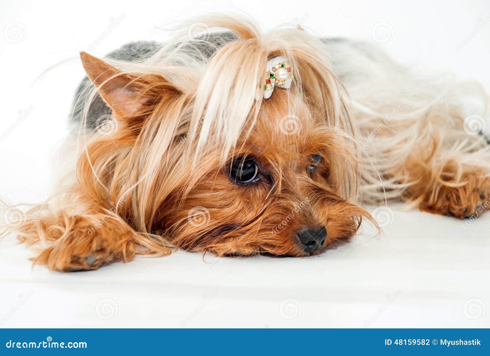 Yorkshire Terrier stock photo. Image of lying, affectionate - 48159582