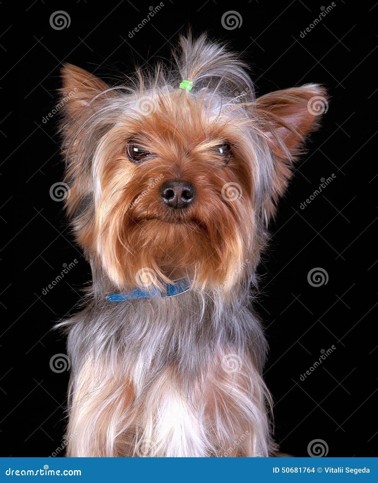 Yorkshire Terrier No Fundo Preto Foto de Stock - Imagem de câmara ...