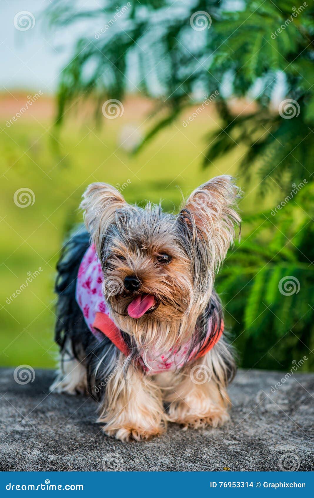 Yorkshire Terrier, Piccolo Cane Fotografia Stock - Immagine di carino ...