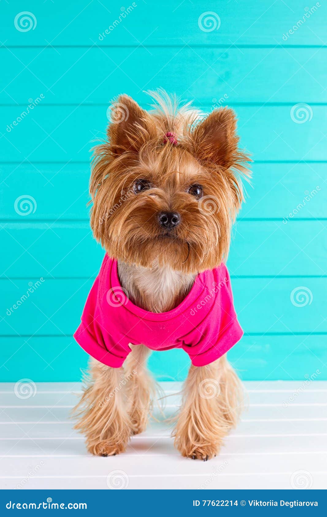 Yorkshire Terrier In A Pink Shirt On Background Stock Photo - Image of ...