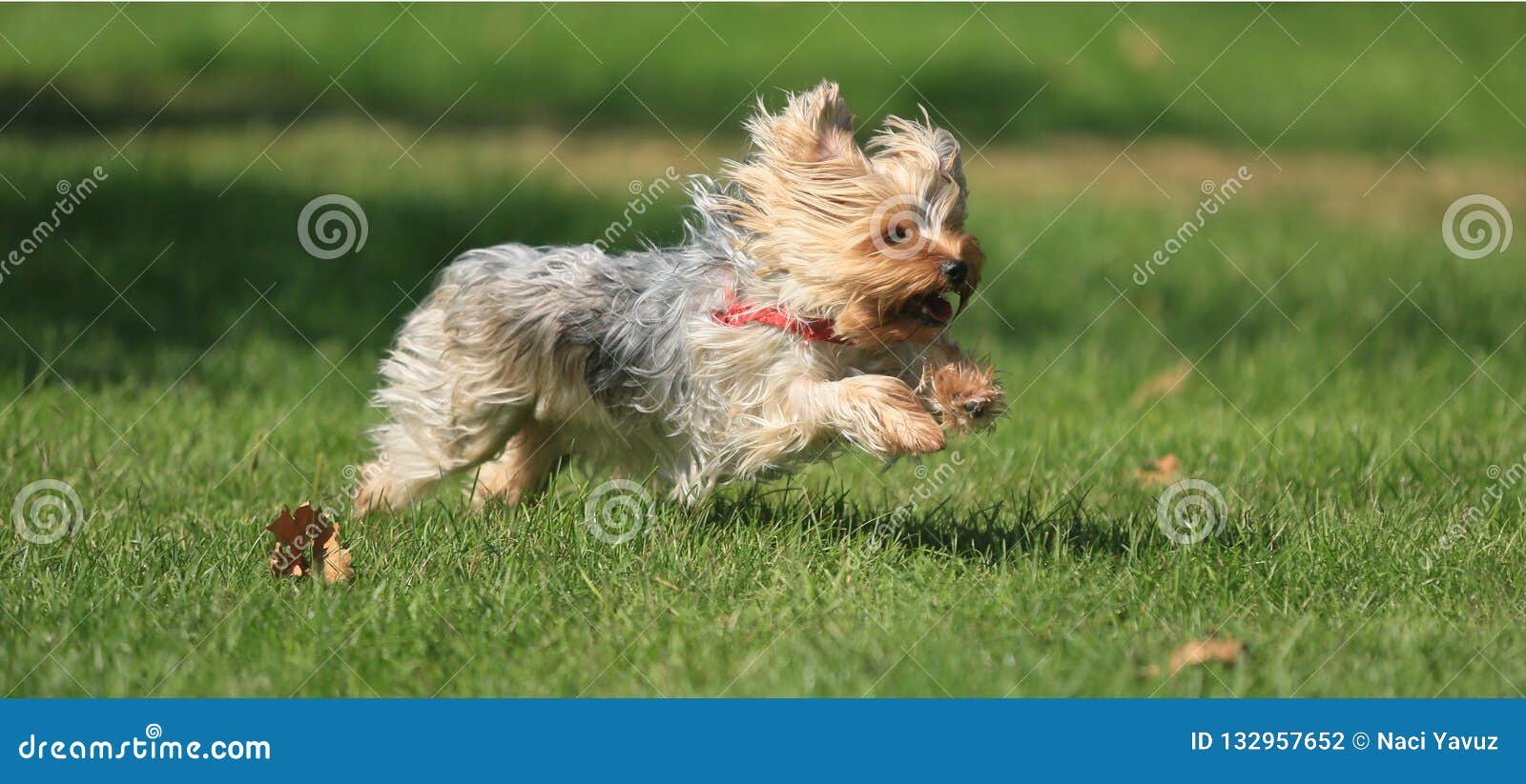 Yorkshire Terrier Running on the Grass Stock Photo - Image of outdoor ...