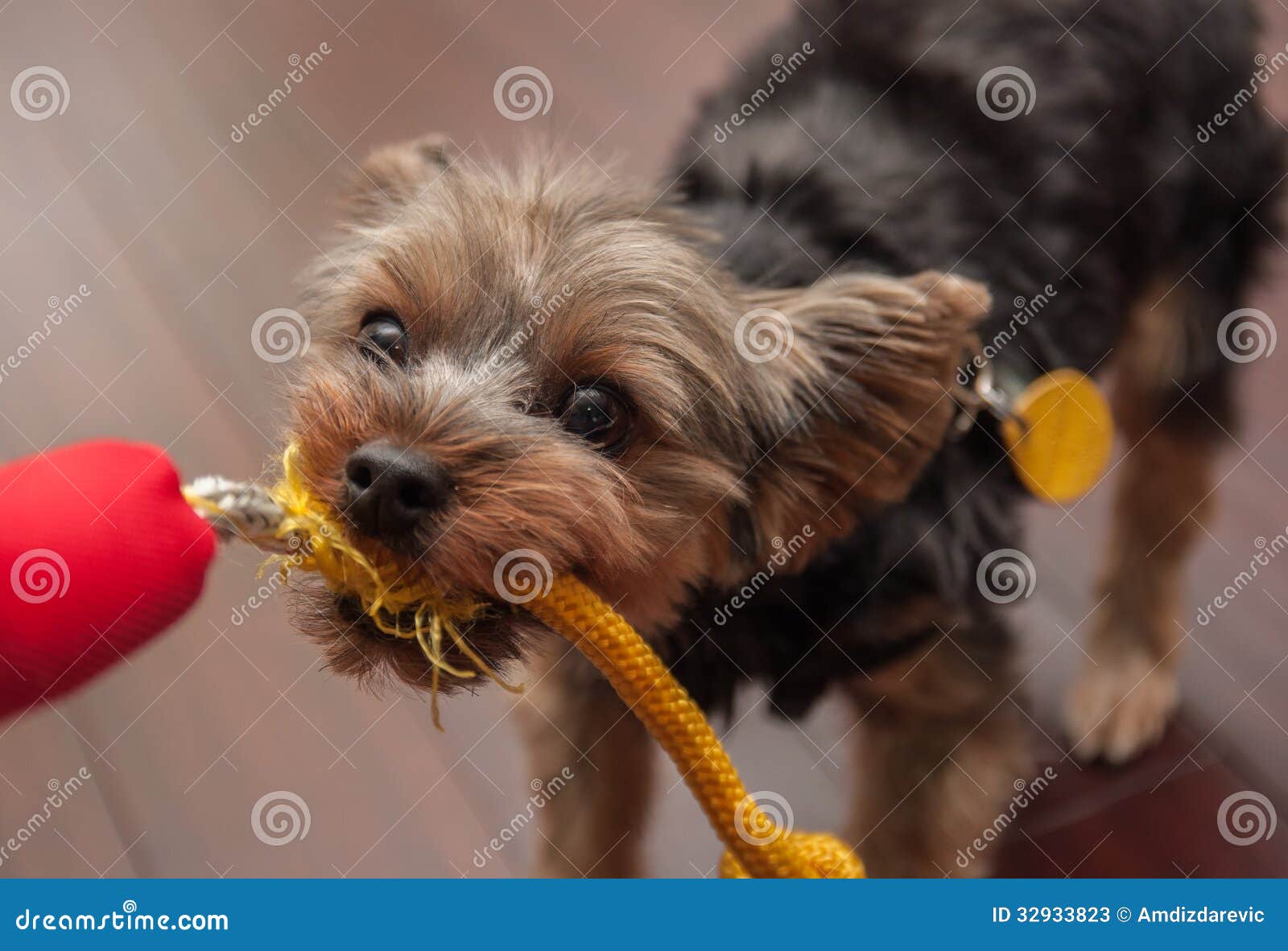 Yorkshire Terrier Playing stock image. Image of looking - 32933823