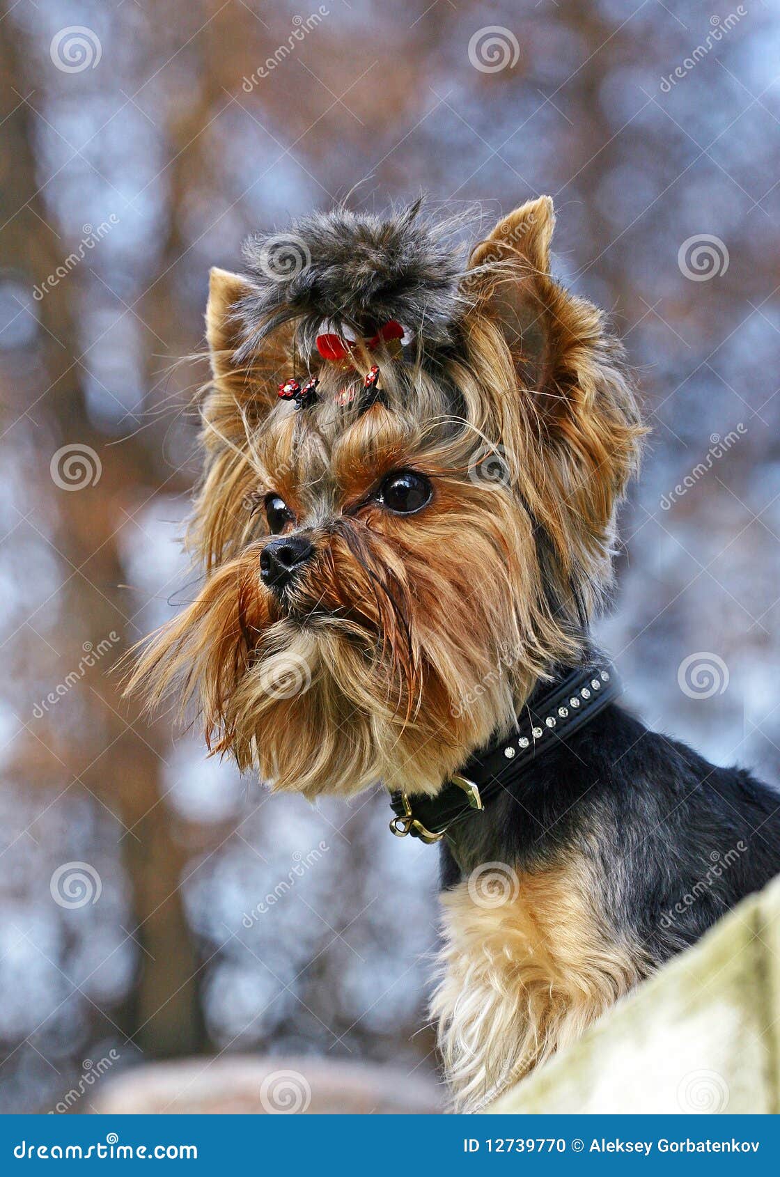 Yorkshire terrier portrait stock photo. Image of close - 12739770