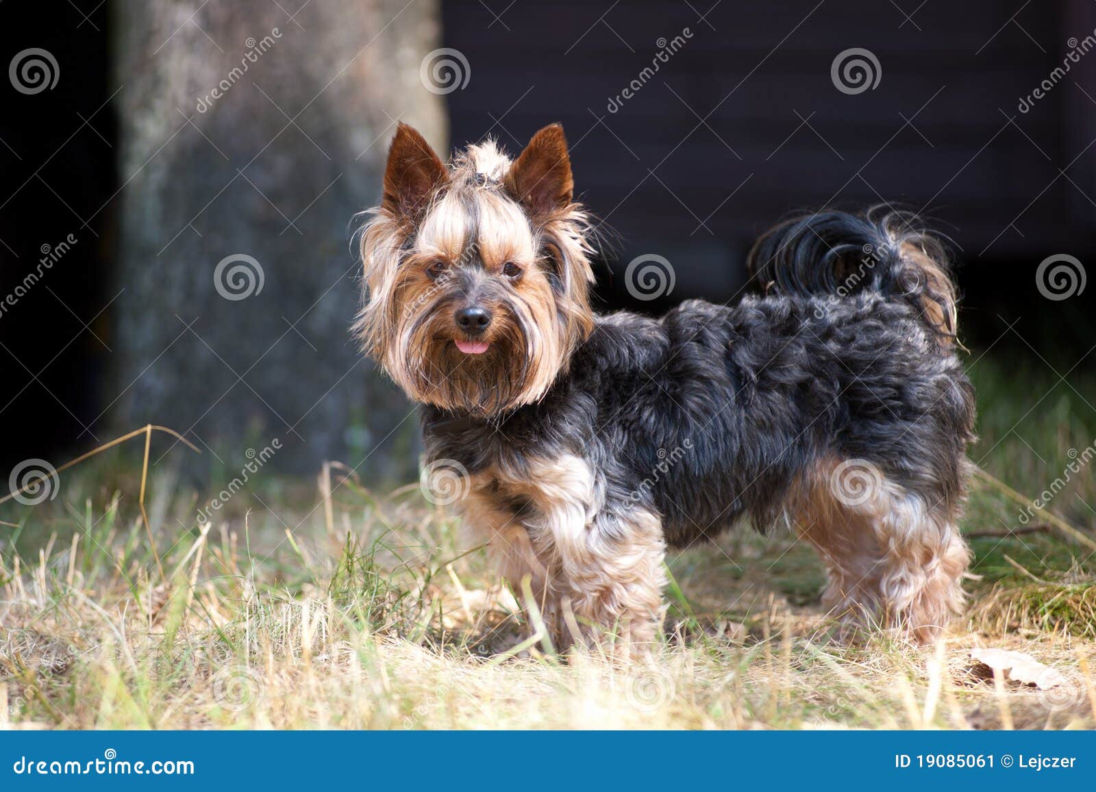 Yorkshire Terrier portrait stock image. Image of pedigreed - 19085061