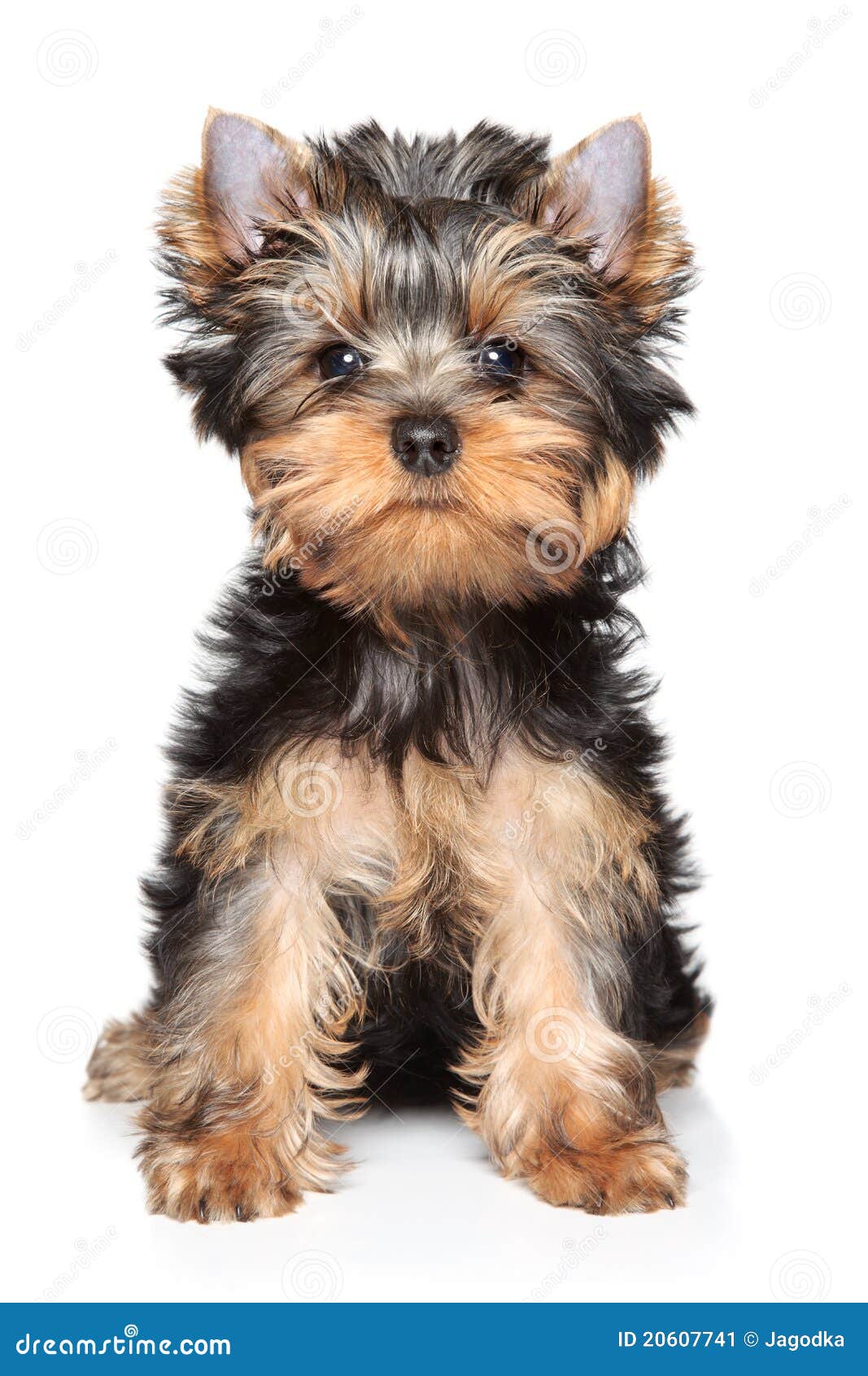 Yorkshire terrier portrait stock image. Image of breed - 20607741
