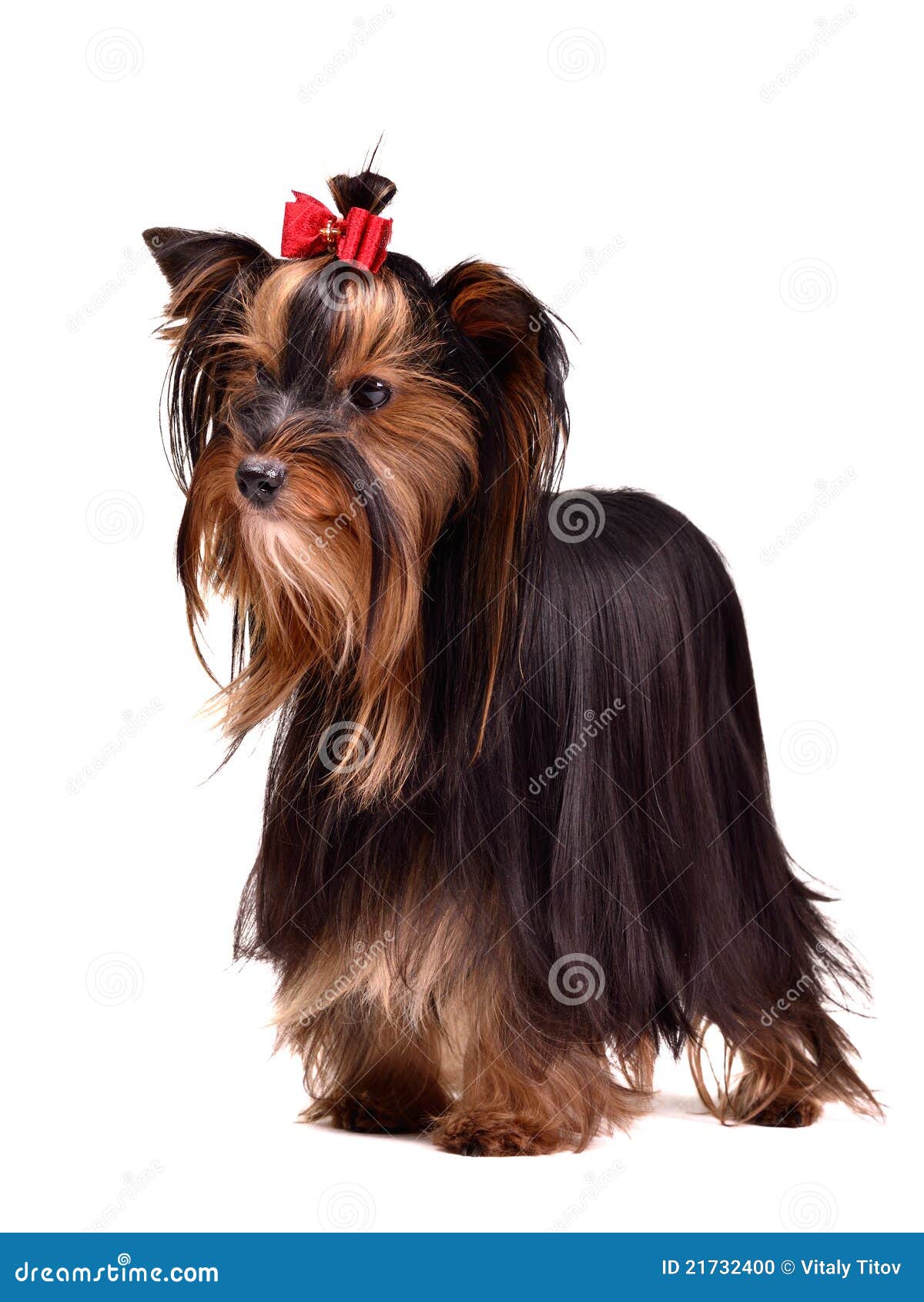 Yorkshire terrier portrait stock photo. Image of show - 21732400