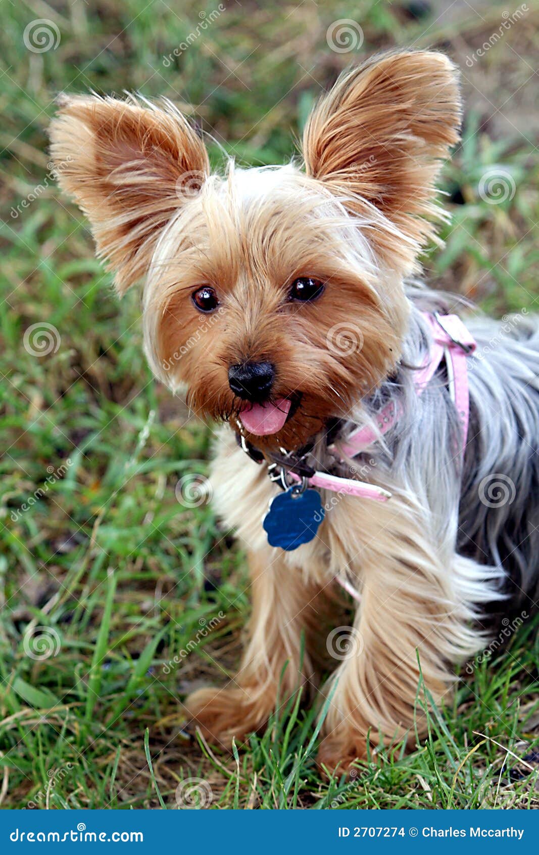 Yorkshire terrier portrait stock photo. Image of yorkie - 2707274