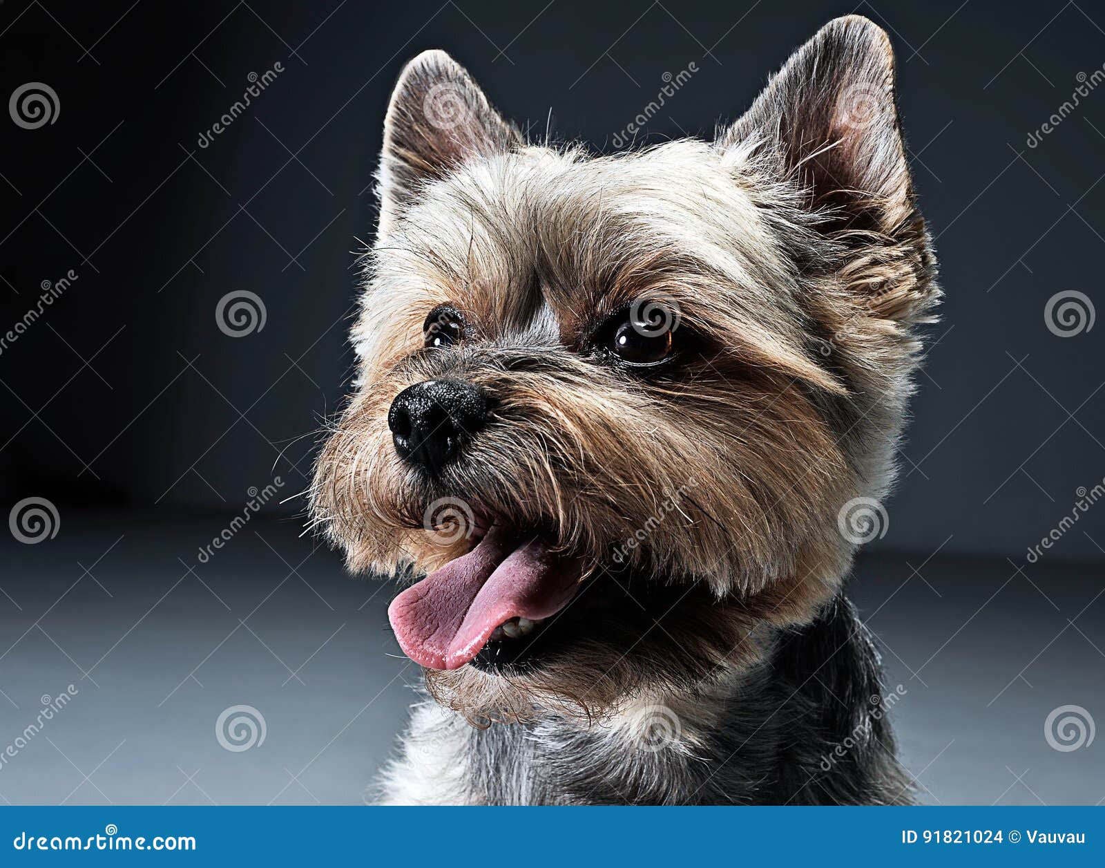 Yorkshire Terrier Portrait in a Dark Studio Stock Photo - Image of ...