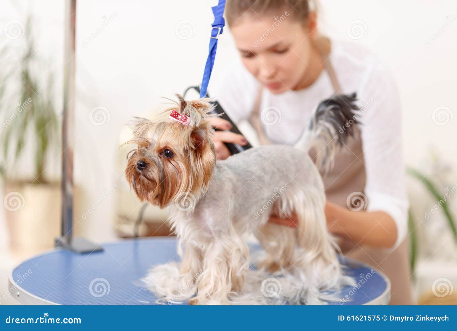 Yorkshire Terrier in the Process of Grooming Stock Image - Image of ...