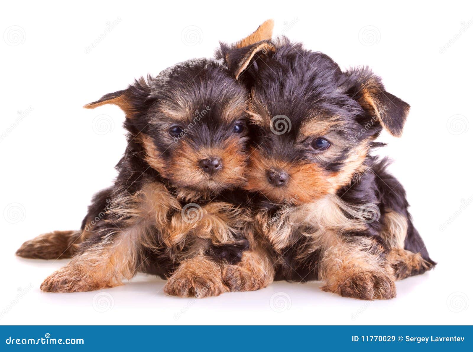 Yorkshire Terrier puppies stock image. Image of dogs - 11770029