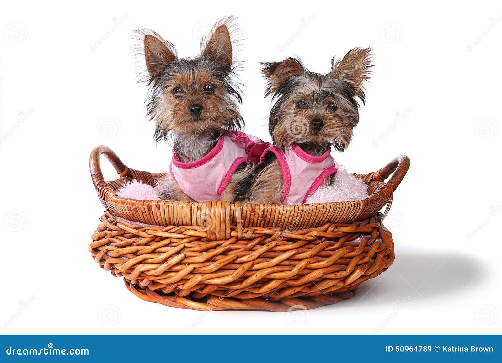 Yorkshire Terrier Puppies Dressed Up in Pink Stock Image - Image of ...