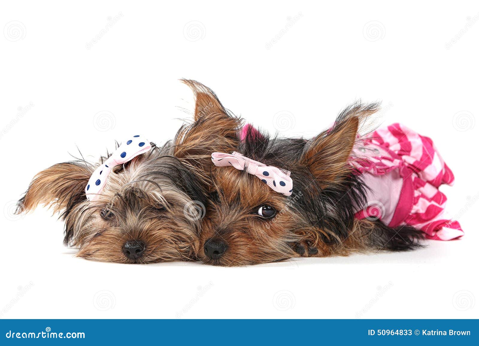 Yorkshire Terrier Puppies Dressed Up in Pink Stock Image - Image of ...