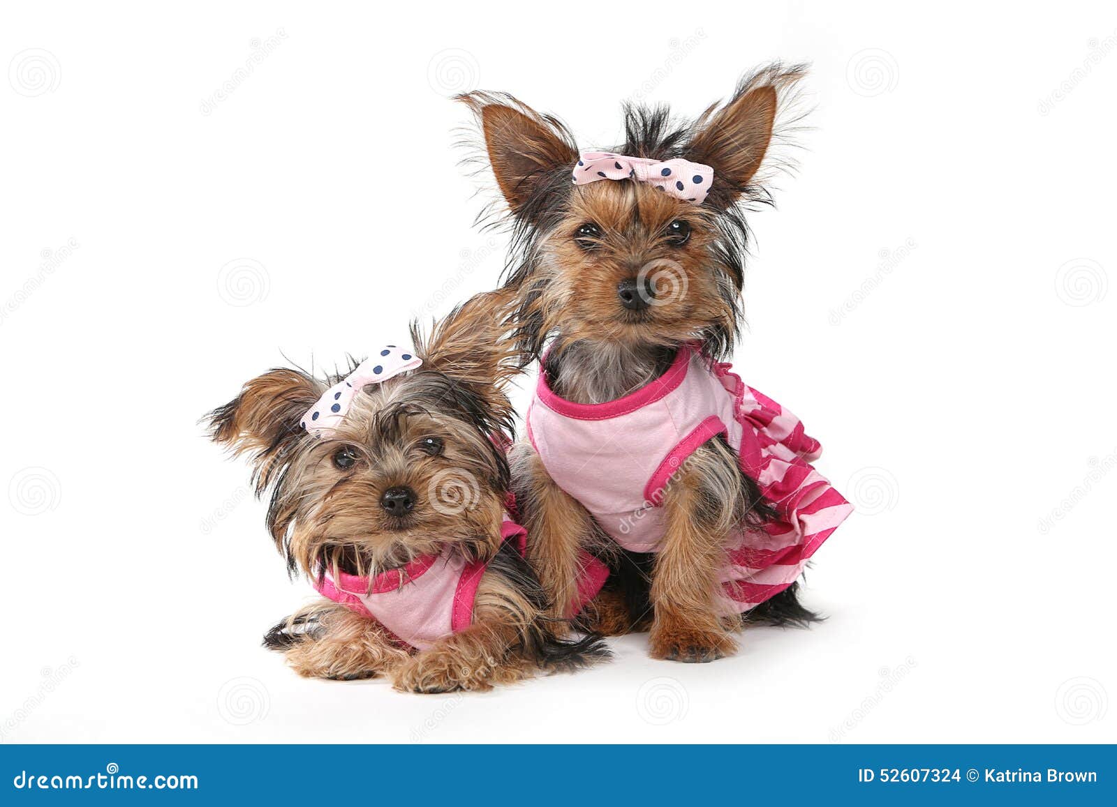Yorkshire Terrier Puppies Dressed Up in Pink Stock Photo - Image of ...