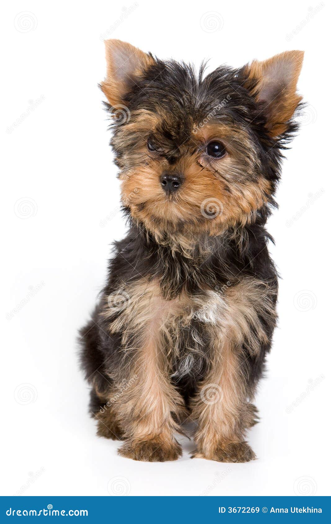 Yorkshire Terrier puppy stock image. Image of yorkshire - 3672269