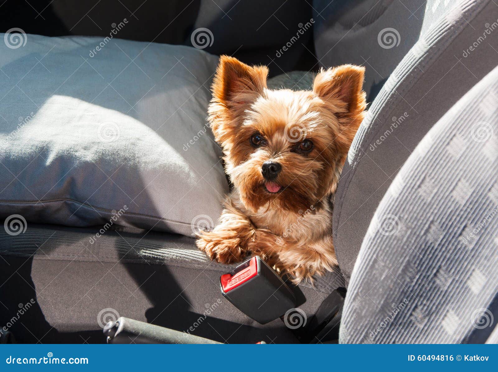 Yorkshire terrier stock photo. Image of auto, transport - 60494816