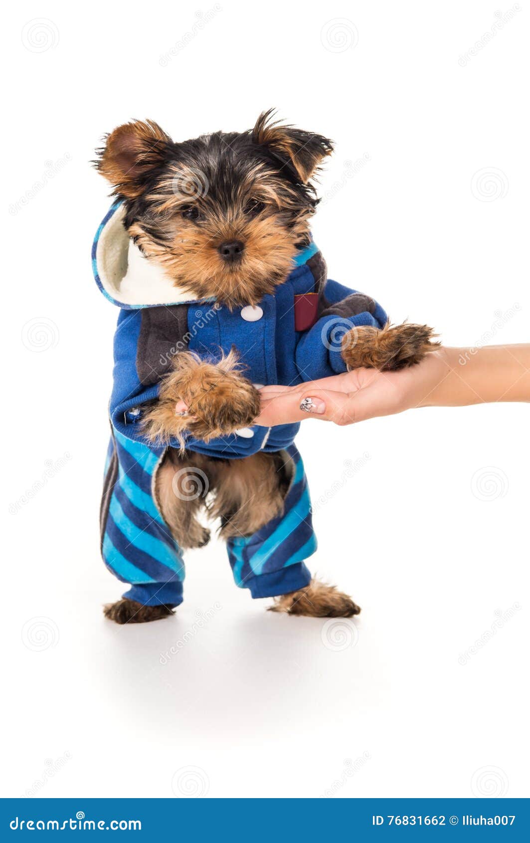Yorkshire Terrier Puppy on Hand of Man Isolated Stock Photo - Image of ...