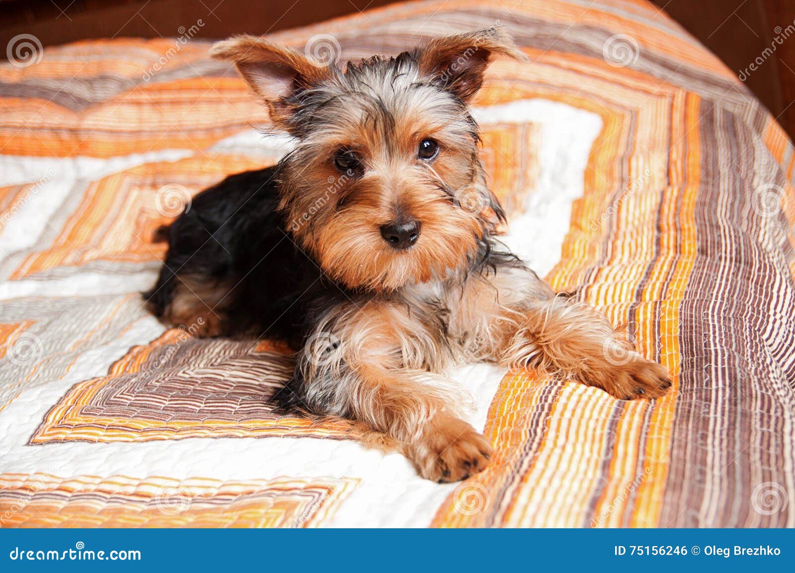 Yorkshire terrier puppy stock photo. Image of yorkshire - 75156246