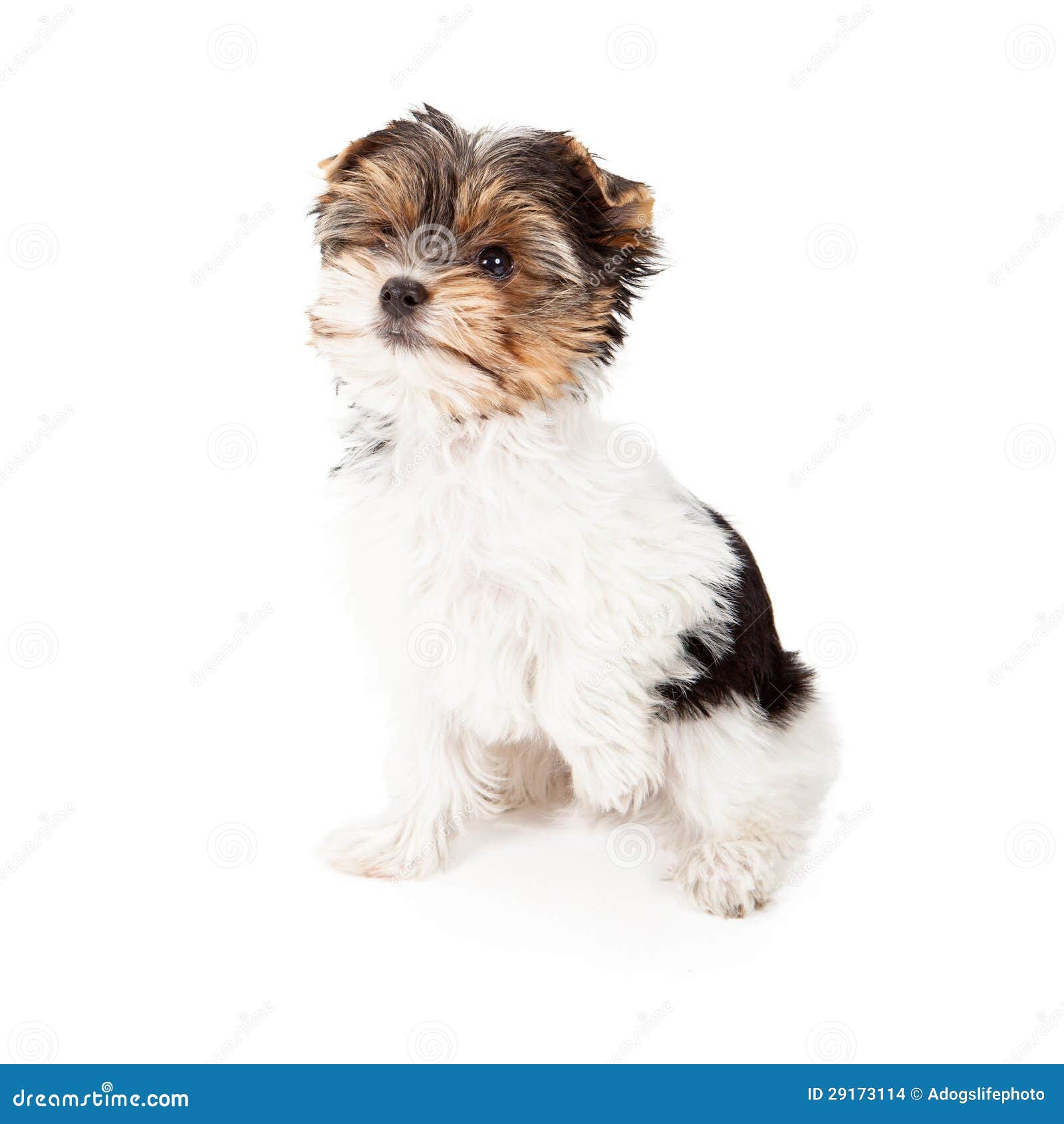 Yorkshire Terrier Puppy with Paw Up Stock Photo - Image of animal, baby ...