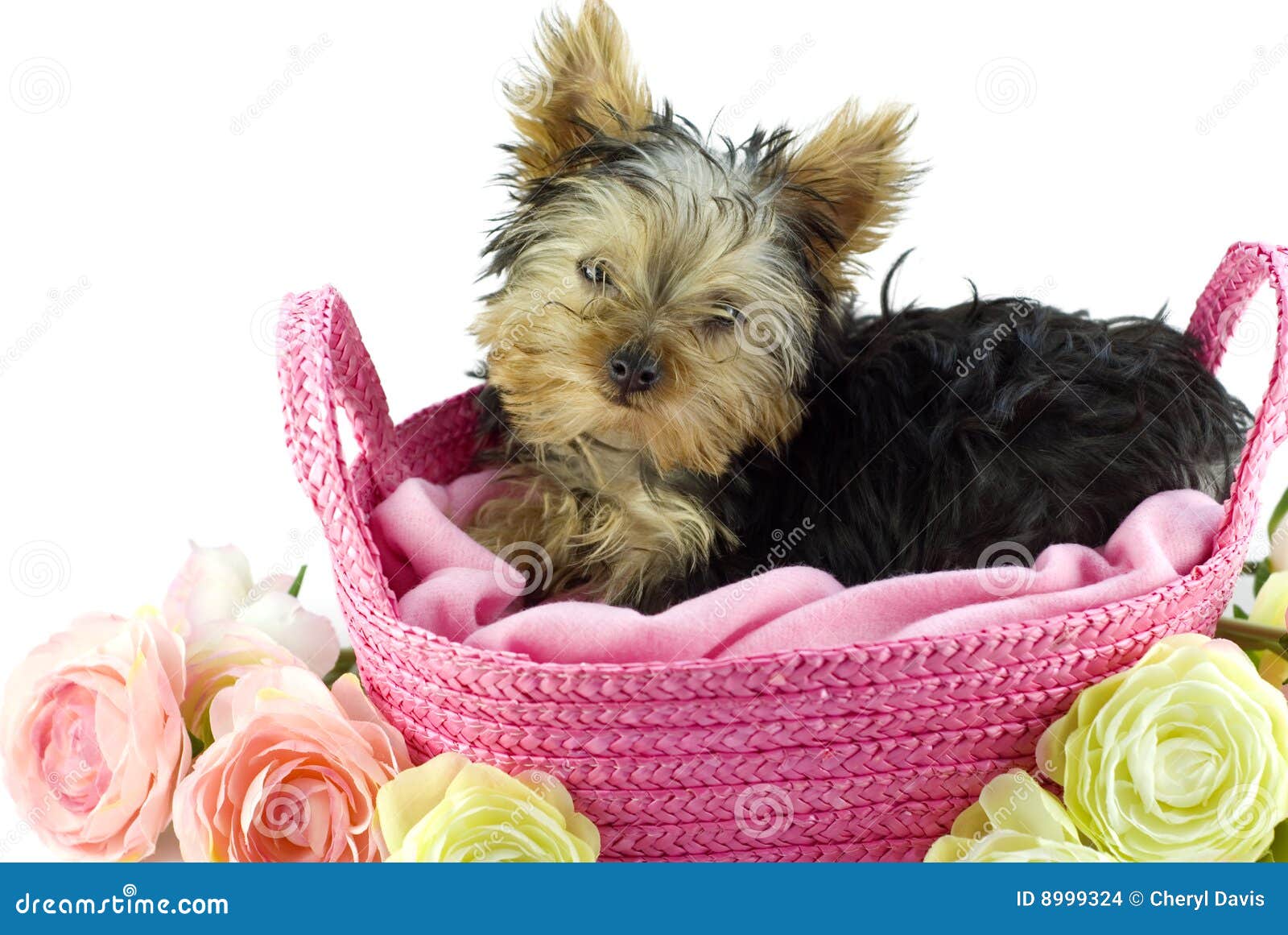Yorkshire Terrier Puppy in Pink Basket Stock Photo - Image of hair ...