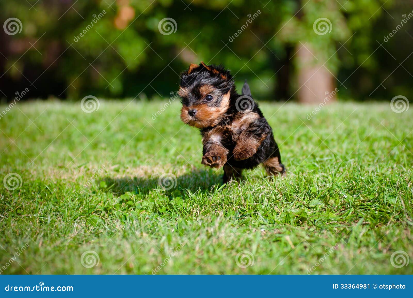 Yorkshire Terrier Puppy Running Outdoors Stock Image - Image of baby ...