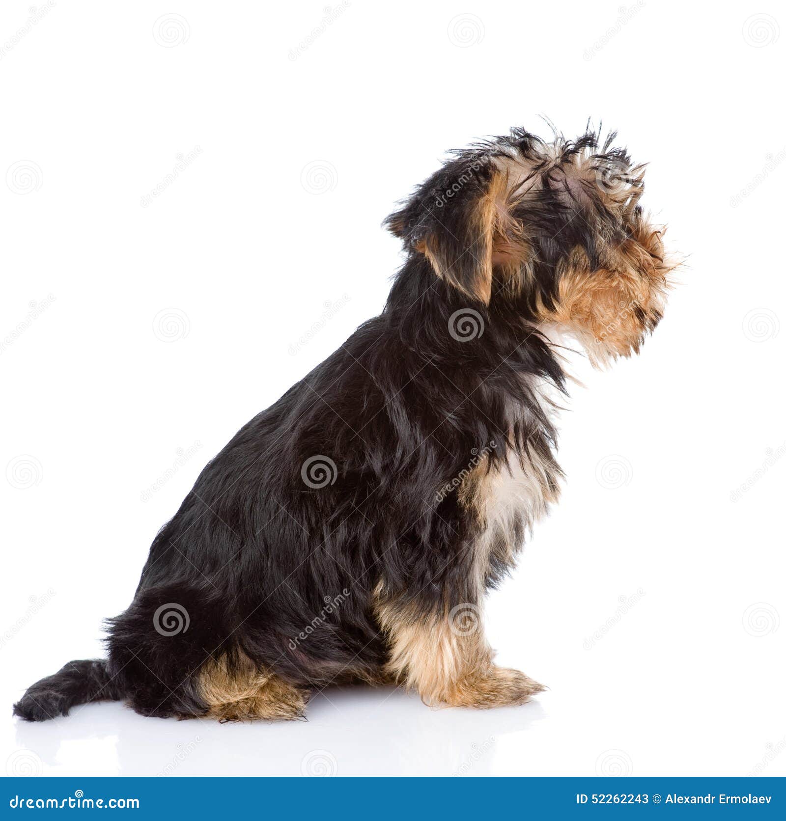 Yorkshire Terrier Puppy Sitting in Profile. on White Ba Stock Image ...