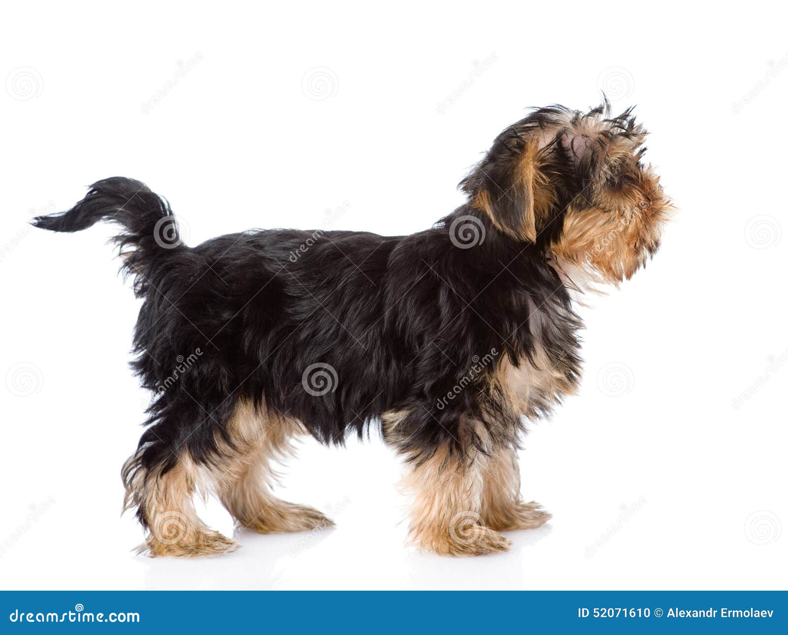 Yorkshire Terrier Puppy Standing in Profile. Isolated on White Stock ...