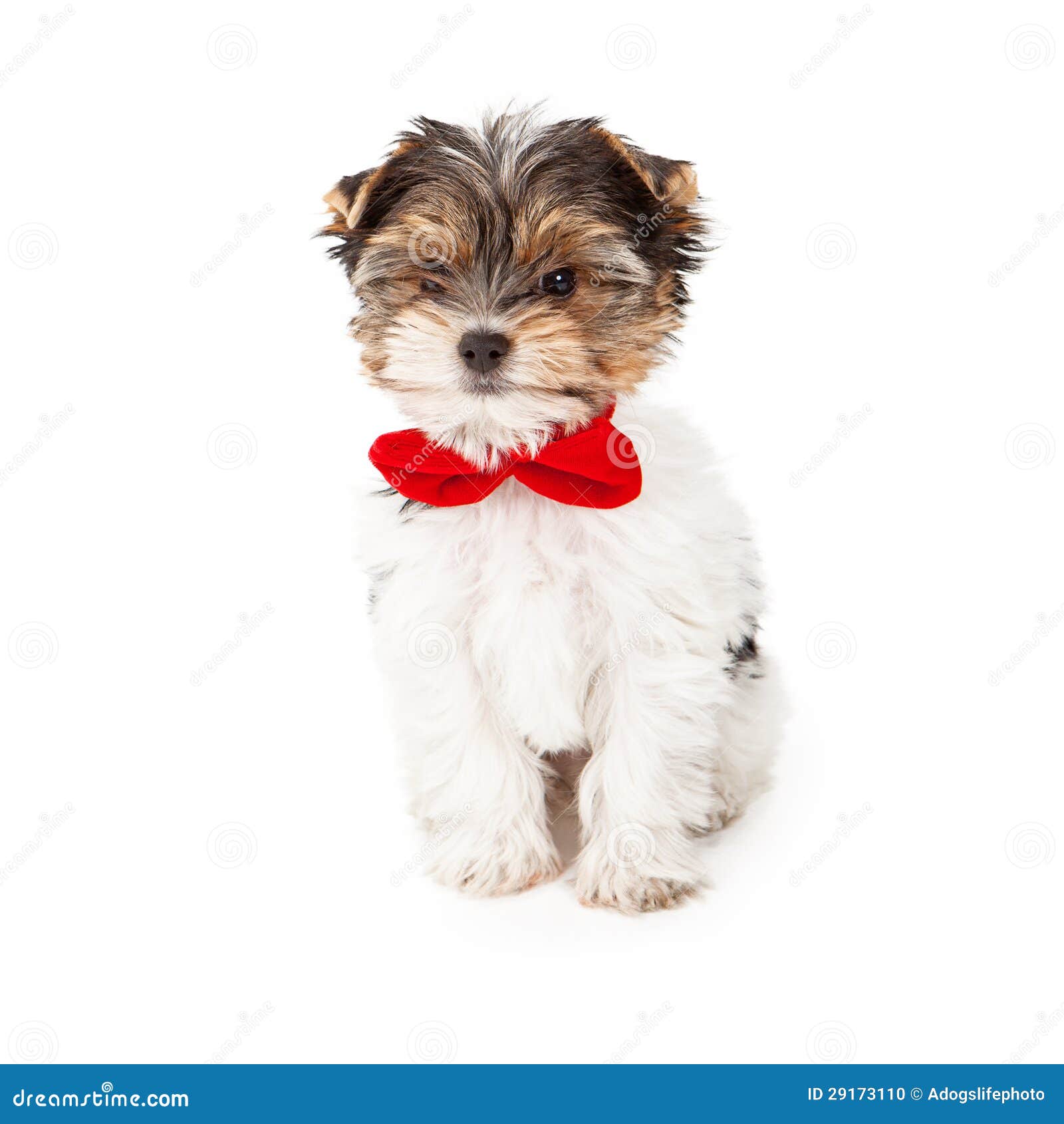 Yorkshire Terrier Puppy Wearing Red Bow Tie Stock Photo - Image of ...
