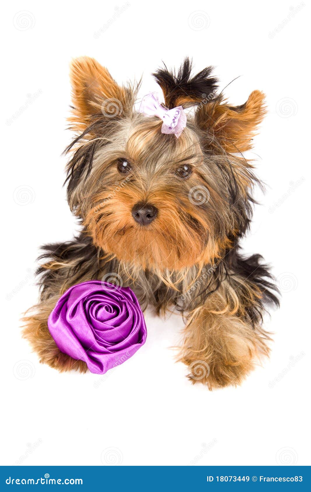 Yorkshire Terrier with Rose - Dog Stock Image - Image of race, symbol ...