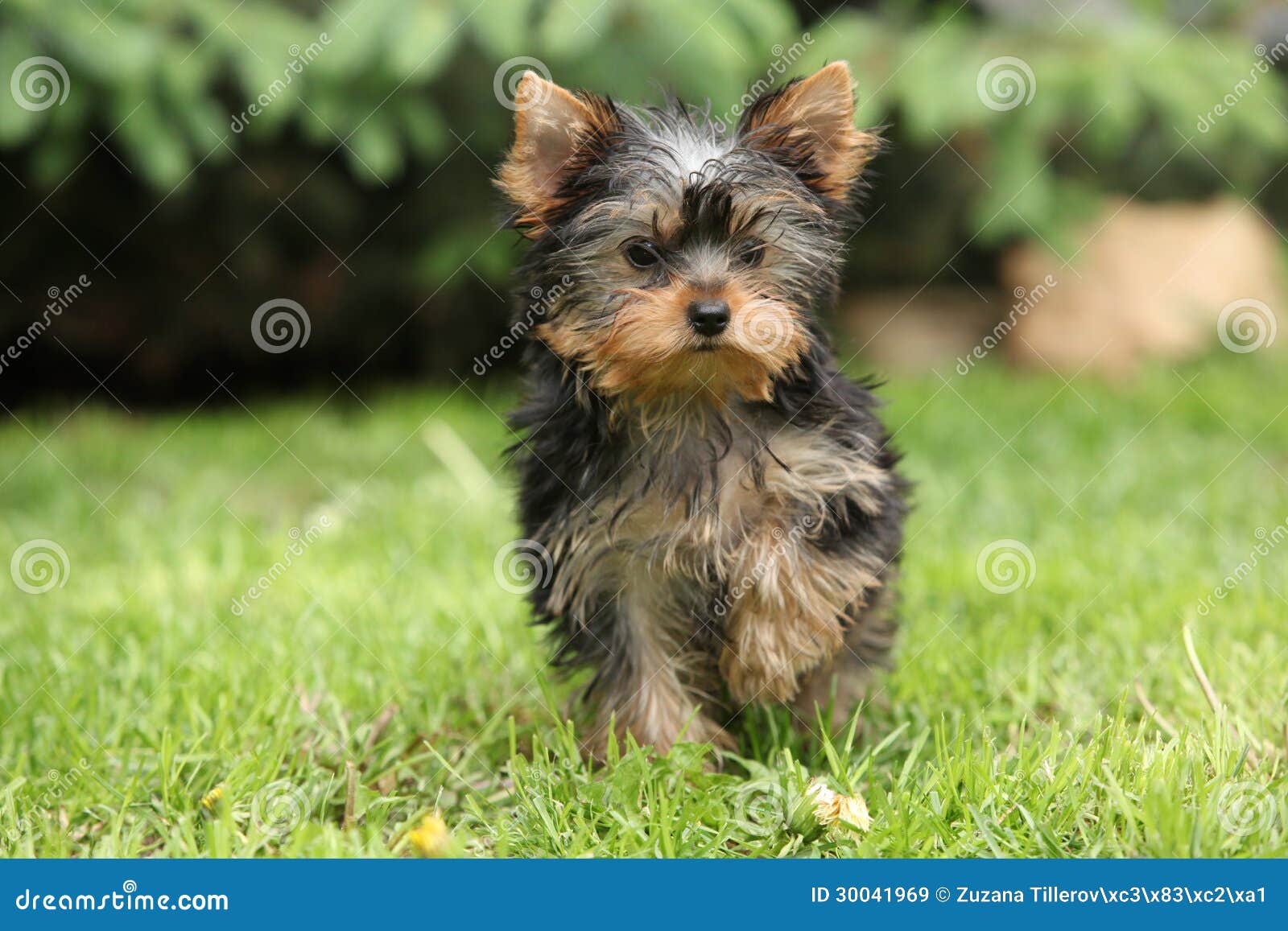 Yorkshire Terrier stock image. Image of terrier, little - 30041969