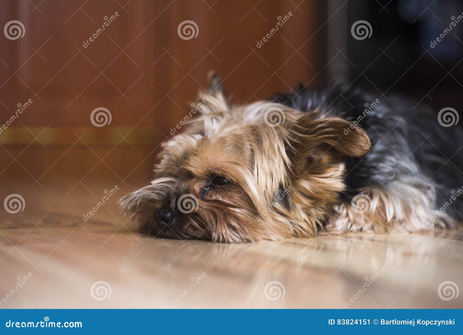 Yorkshire terrier stock image. Image of professional - 83824151