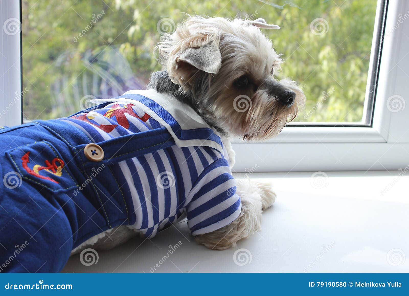 Yorkshire terrier stock photo. Image of blue, hair, playful - 79190580