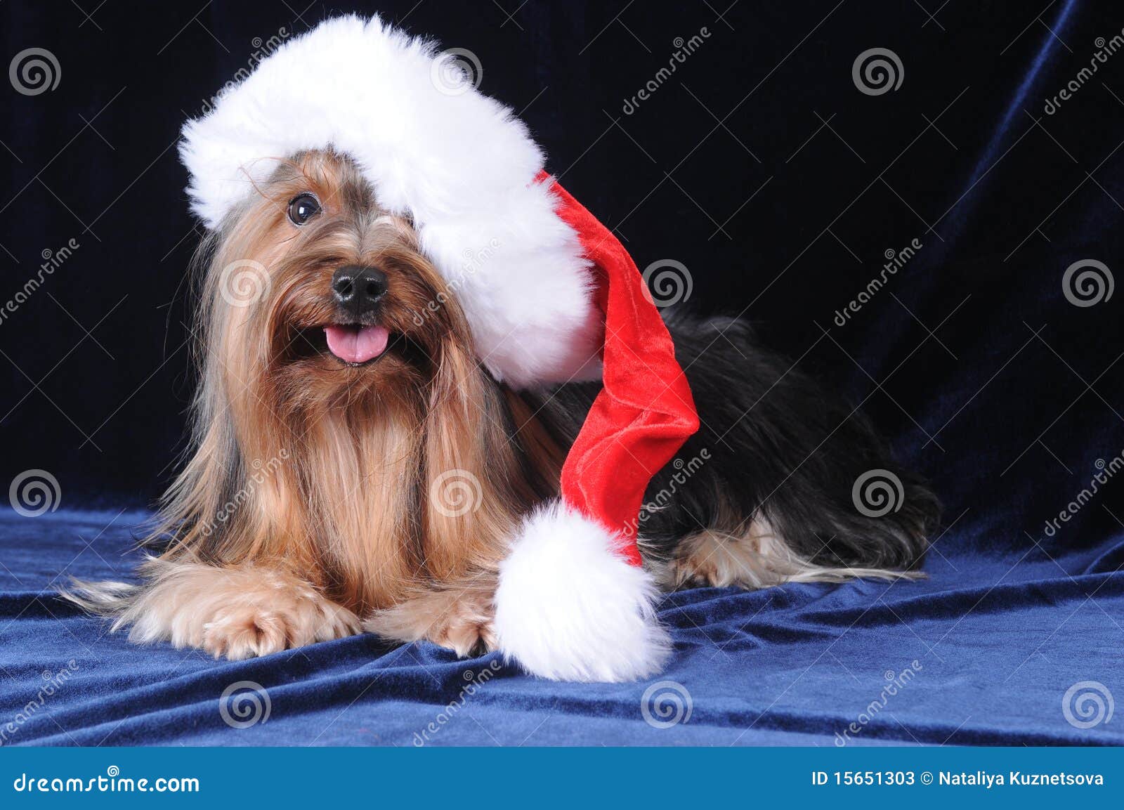 Yorkshire Terrier In Santa Claus Hat Picture. Image: 15651303