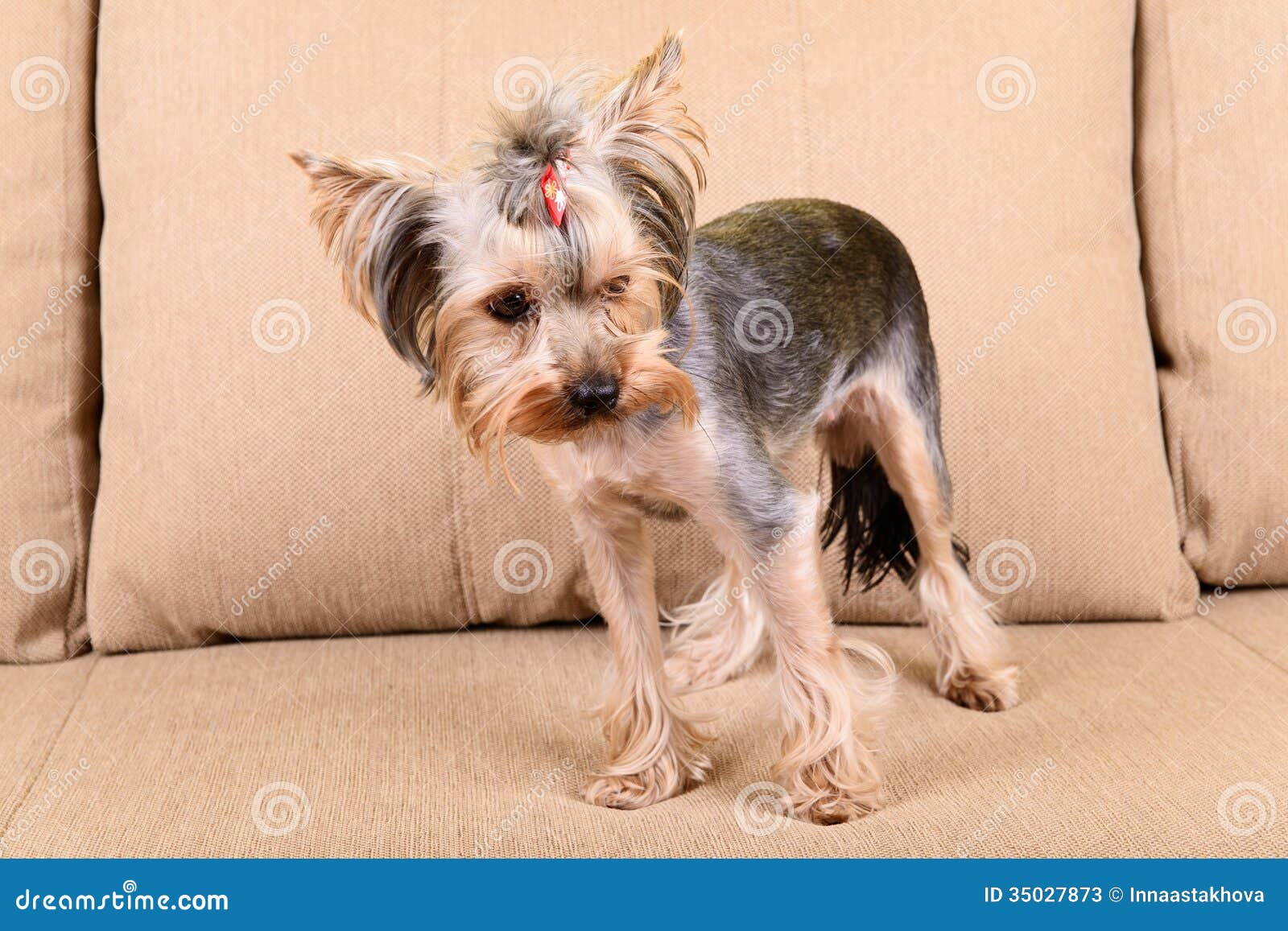 Yorkshire terrier scared stock image. Image of mammal - 35027873