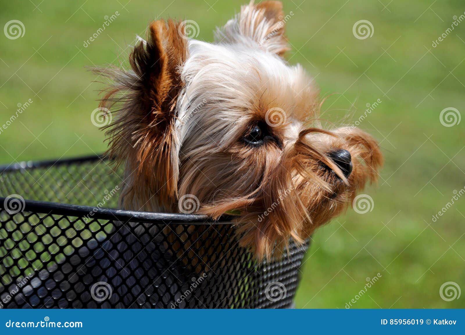 Yorkshire Terrier Sitting in Basket Bicycle Stock Image - Image of ...