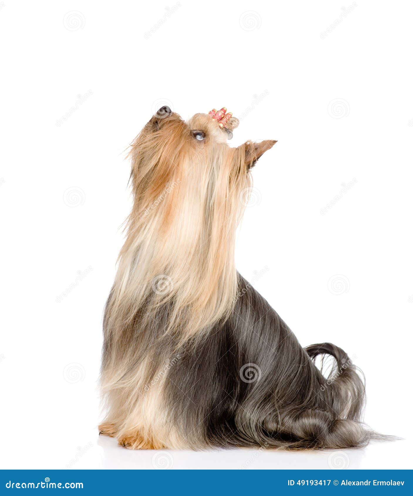 Yorkshire Terrier Sitting and Looking Up. Isolated on White Back Stock ...