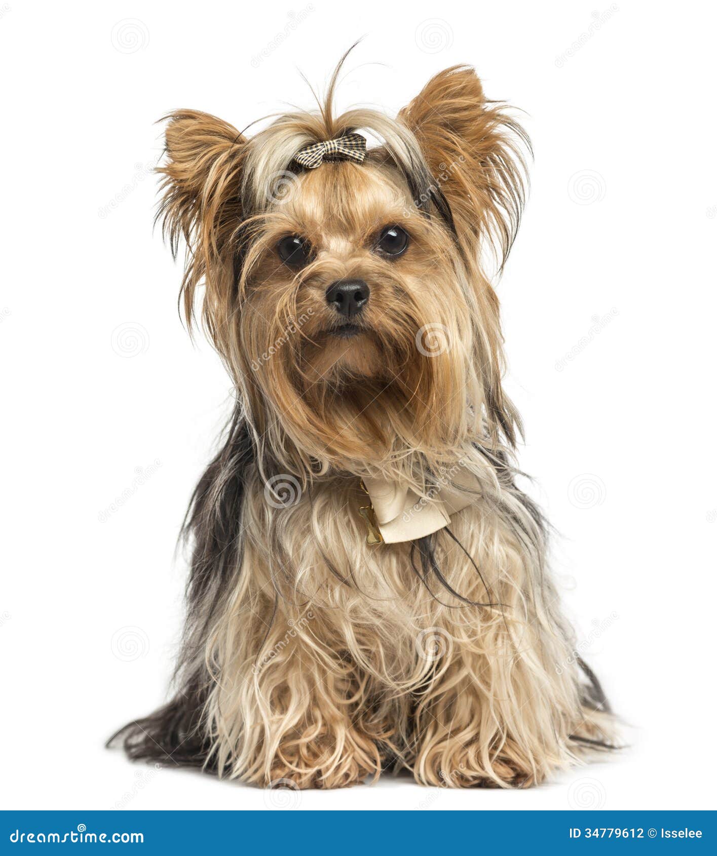 Yorkshire Terrier Sitting Wearing Bows, Isolated Stock Photo - Image of ...